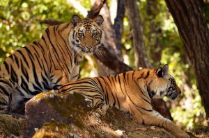 Amazing & Interesting Facts about Madhya Pradesh Wildlife