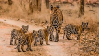 Tigress P-141 Spotted with 4 Cubs in Panna Tiger Reserve